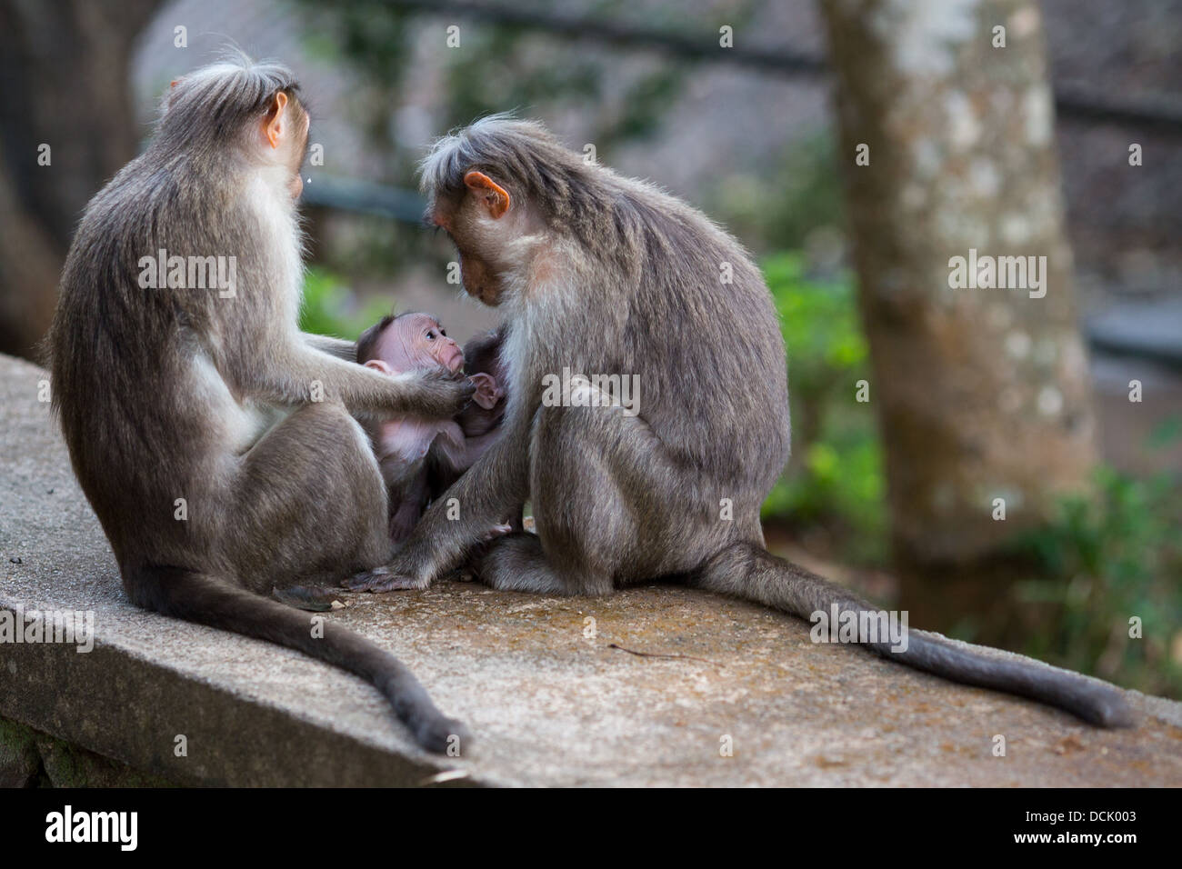 Family of monkeys in an Indian reserve Stock Photo - Alamy