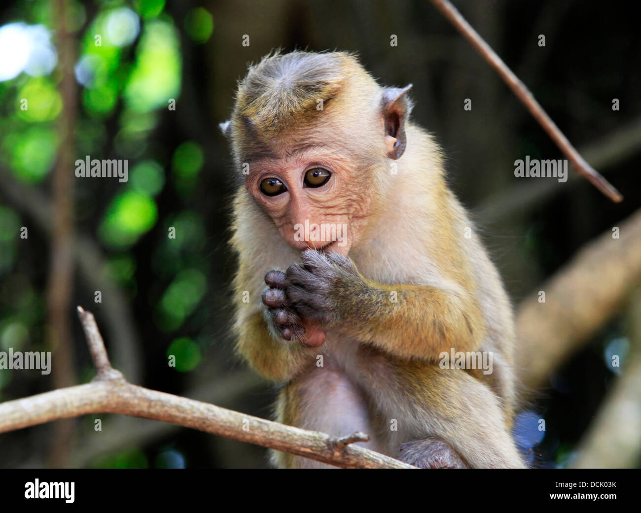 Child of monkeys Stock Photo - Alamy