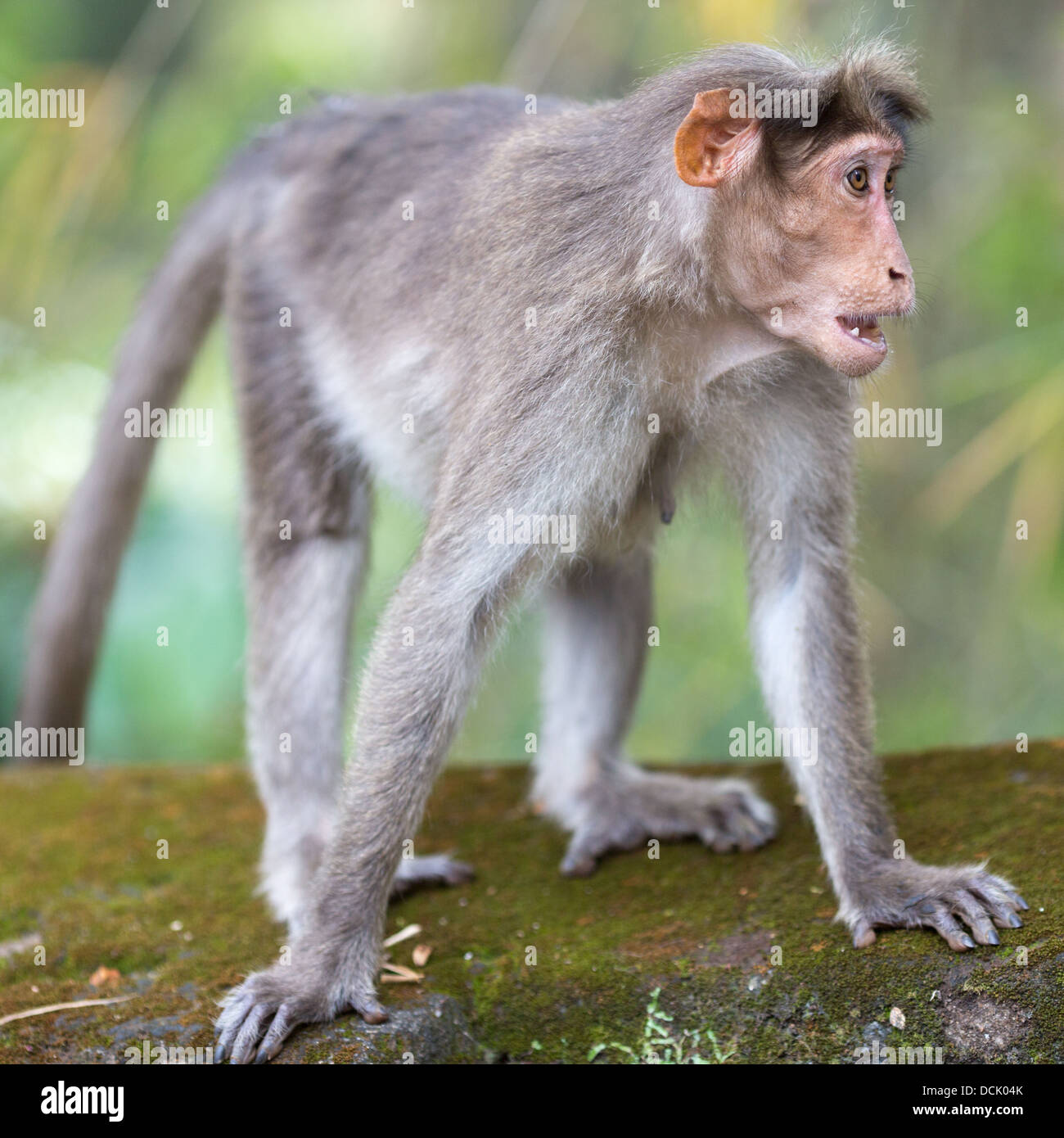 The monkey is on the edge Stock Photo - Alamy