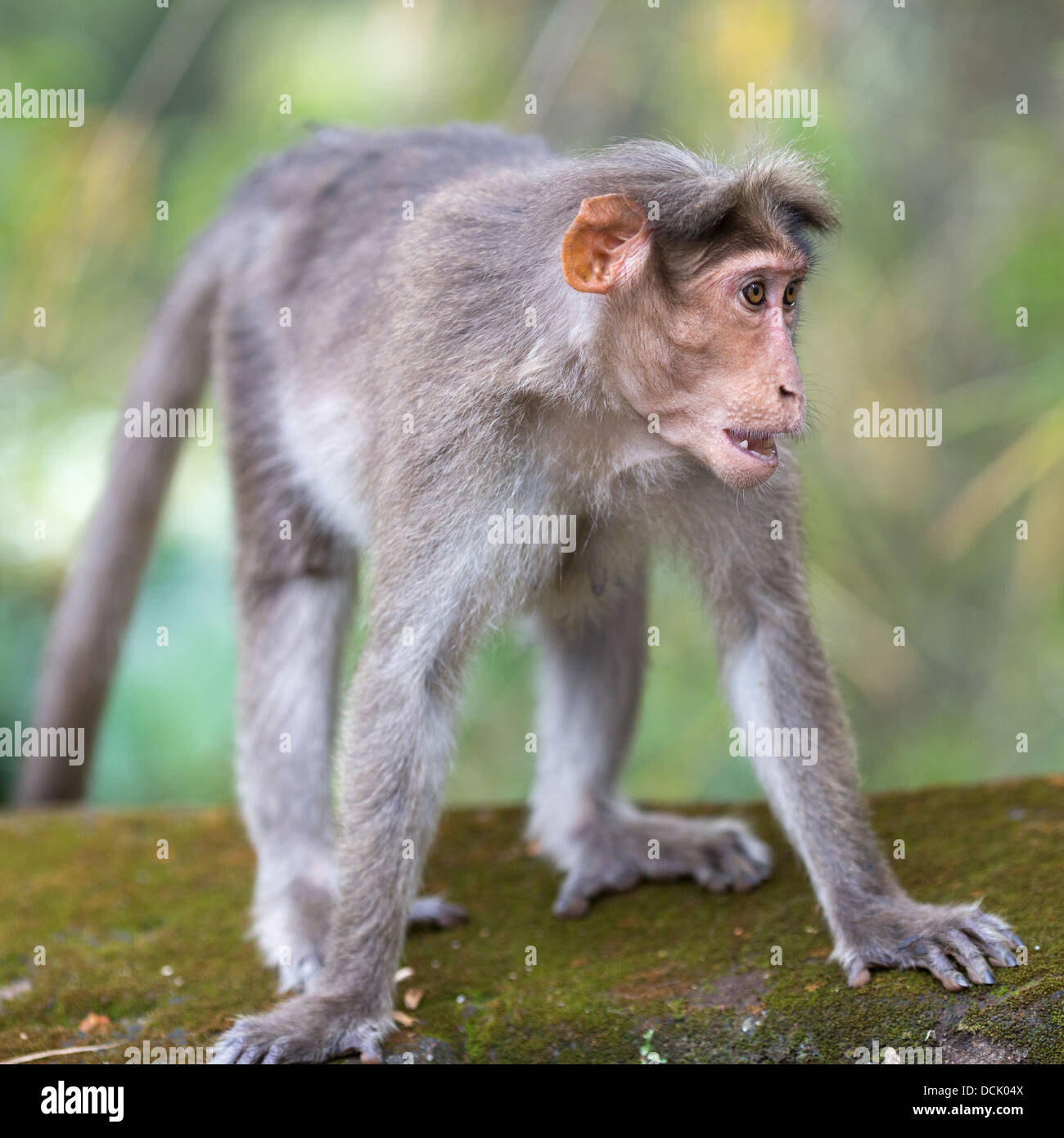 The monkey is on the edge Stock Photo - Alamy