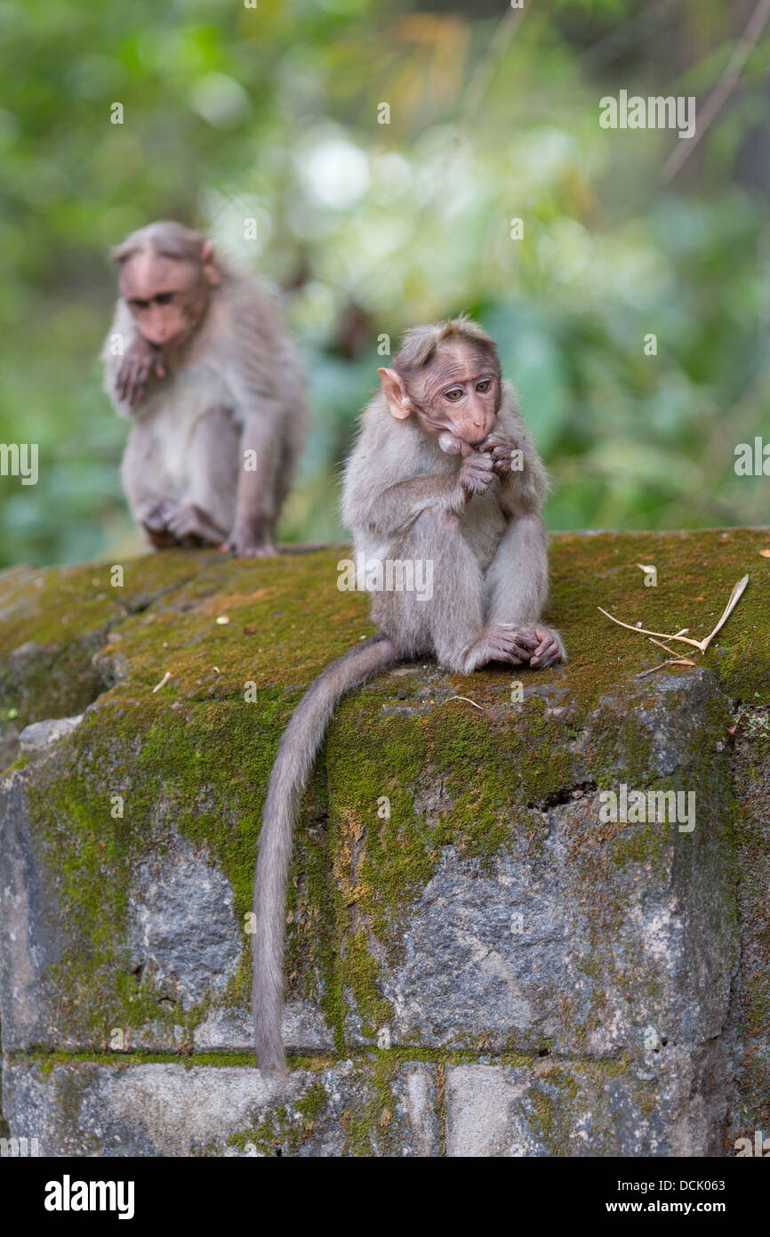 Two monkeys playing in the jungle Stock Photo - Alamy