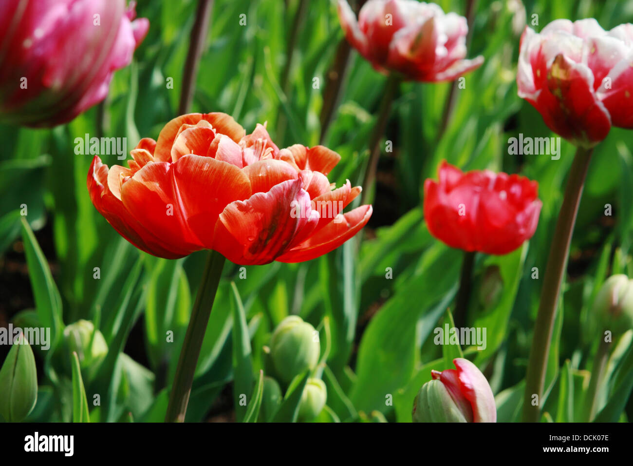 Tulip shape flower hi-res stock photography and images - Alamy