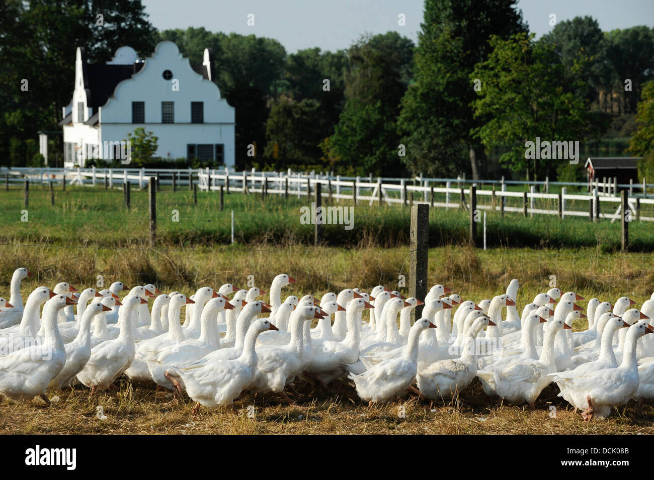 Poultry farming germany hi-res stock photography and images - Alamy