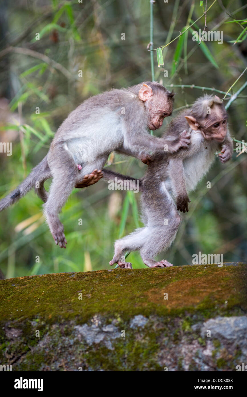 Two monkeys playing in jungle hi-res stock photography and images - Alamy