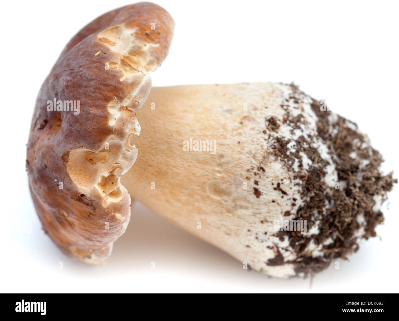 Boletus edulis aka porcino, isolated on white Stock Photo - Alamy