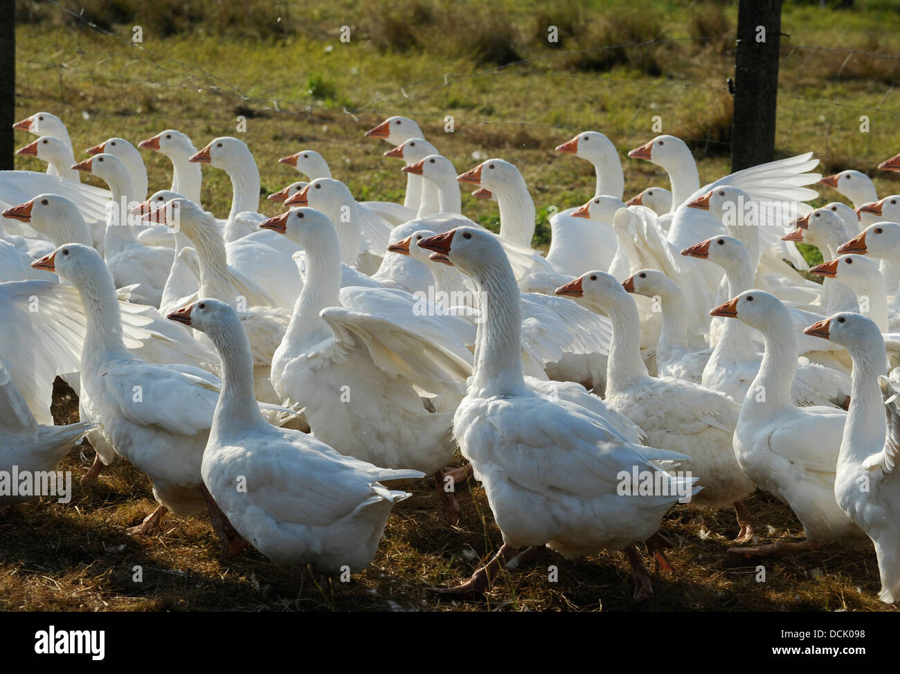GERMANY, Saxonia, Wermsdorf, geese breeding for meat and down ...