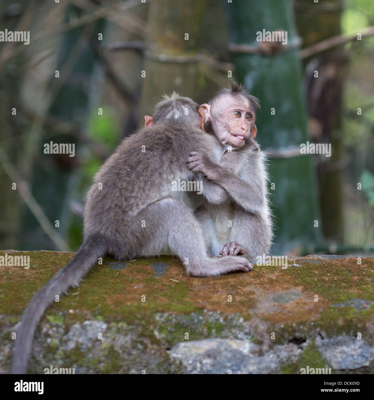Two monkeys in the jungle hi-res stock photography and images - Alamy