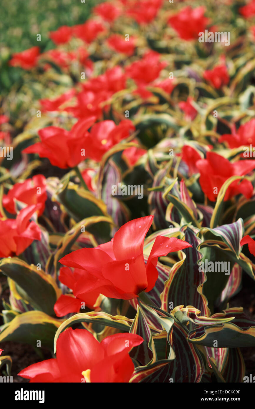 Red and pink pattern hi-res stock photography and images - Alamy