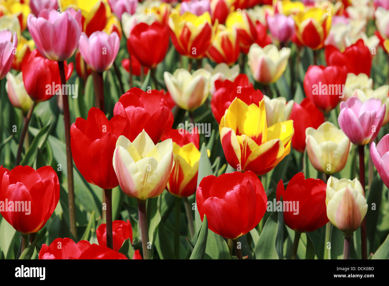 variety og tulip's colors Stock Photo - Alamy