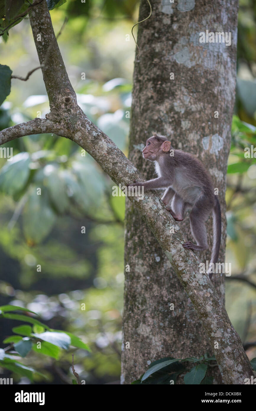Monkey climbs up a tree Stock Photo - Alamy