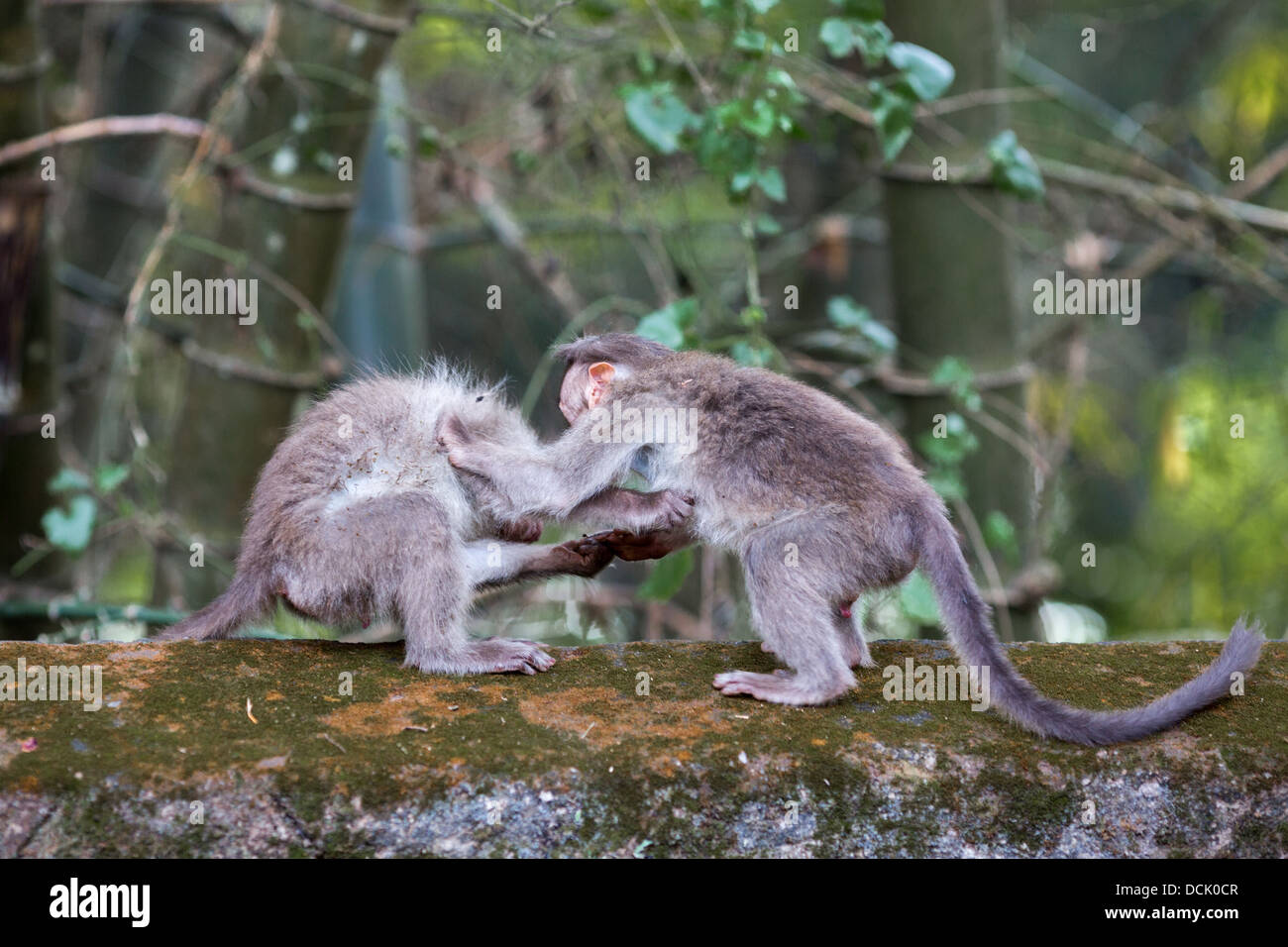 Two monkeys in the jungle hi-res stock photography and images - Alamy