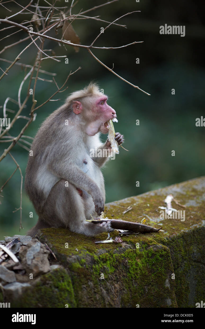 Monkey sit hi-res stock photography and images - Alamy