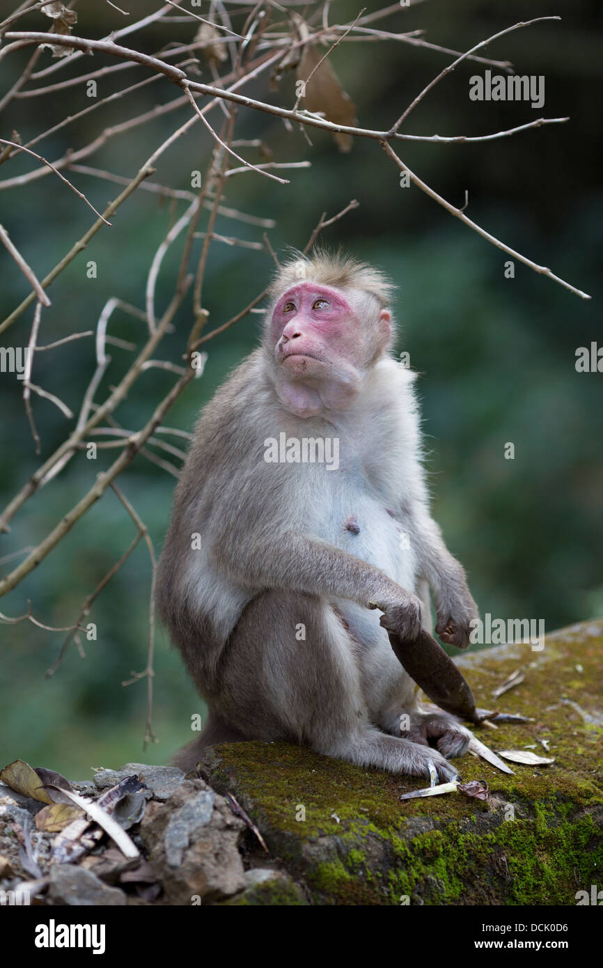 Monkey sit and eat something Stock Photo - Alamy