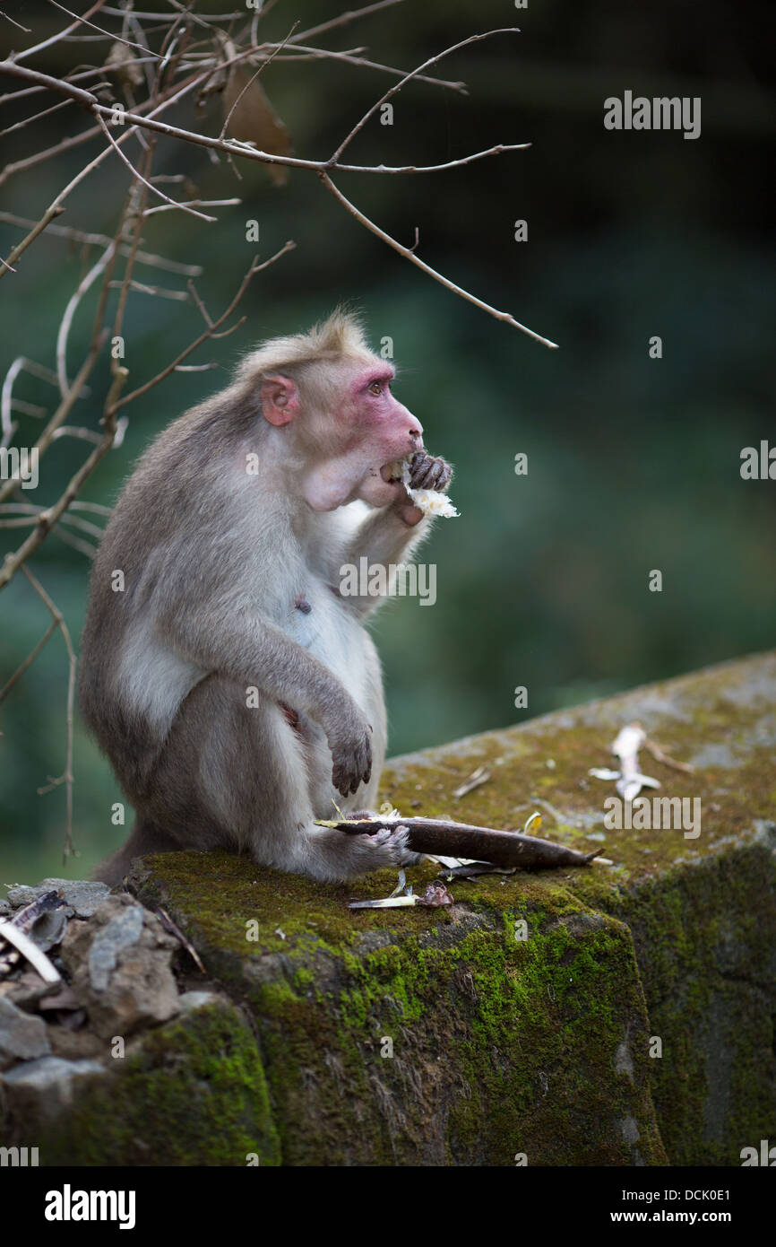 Monkey sit and eat something Stock Photo - Alamy