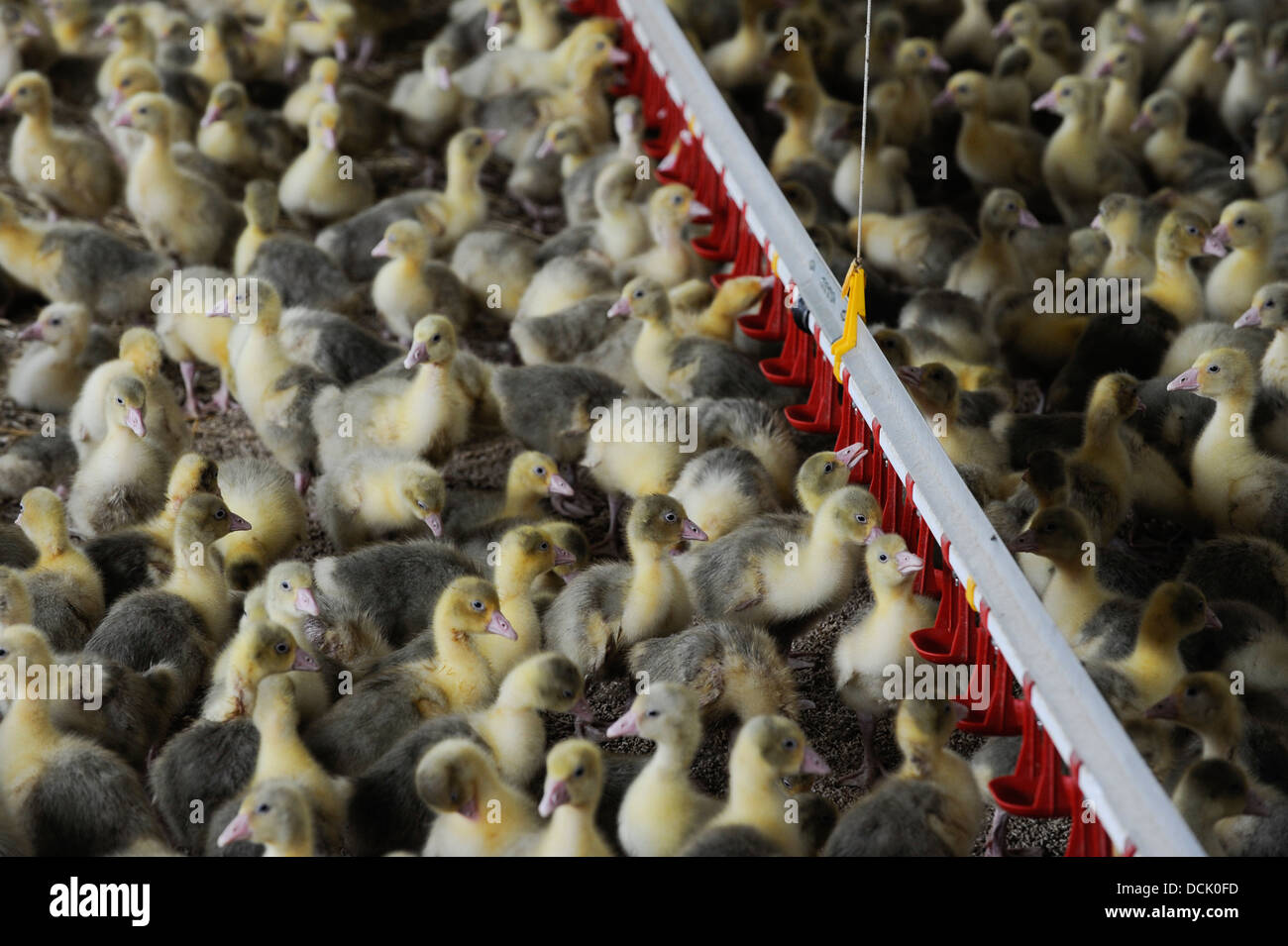 GERMANY, Saxonia, Wermsdorf, geese breeding for meat and down ...