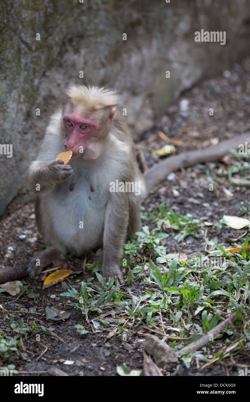 Monkey sitting and eating cookies Stock Photo - Alamy