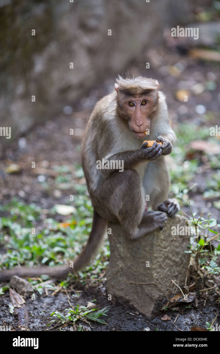 Monkey sitting and eating cookies Stock Photo - Alamy