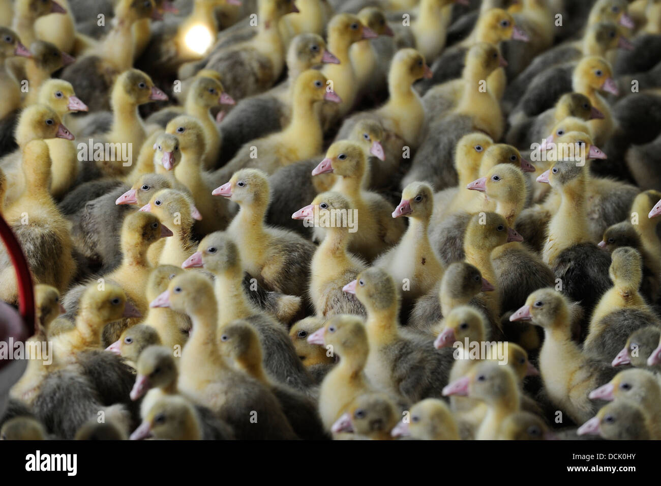 Gosling hi-res stock photography and images - Alamy