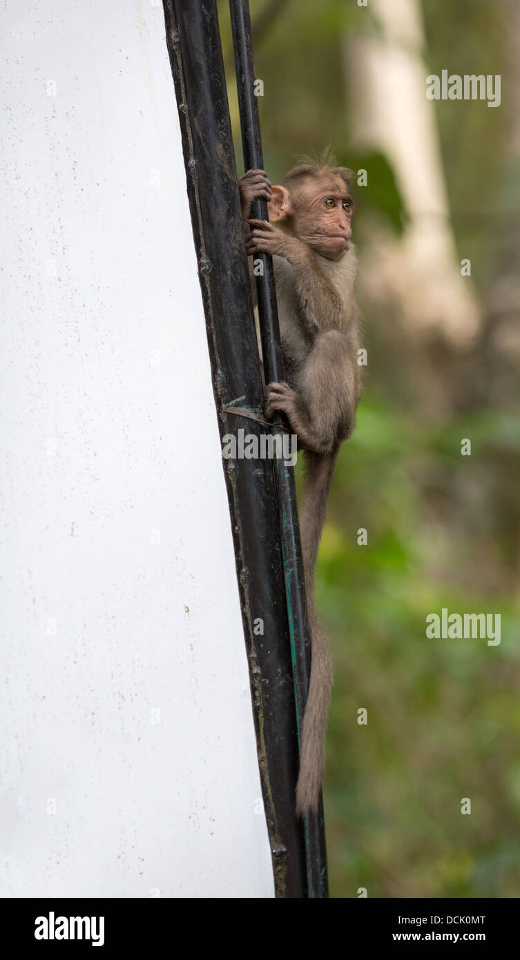 A monkey sits on a billboard Stock Photo - Alamy