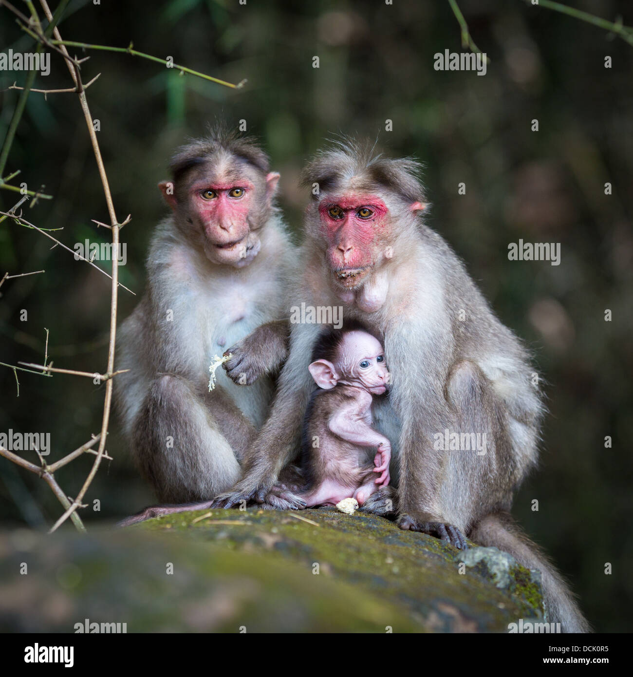 Family of monkeys sitting in the jungle Stock Photo - Alamy