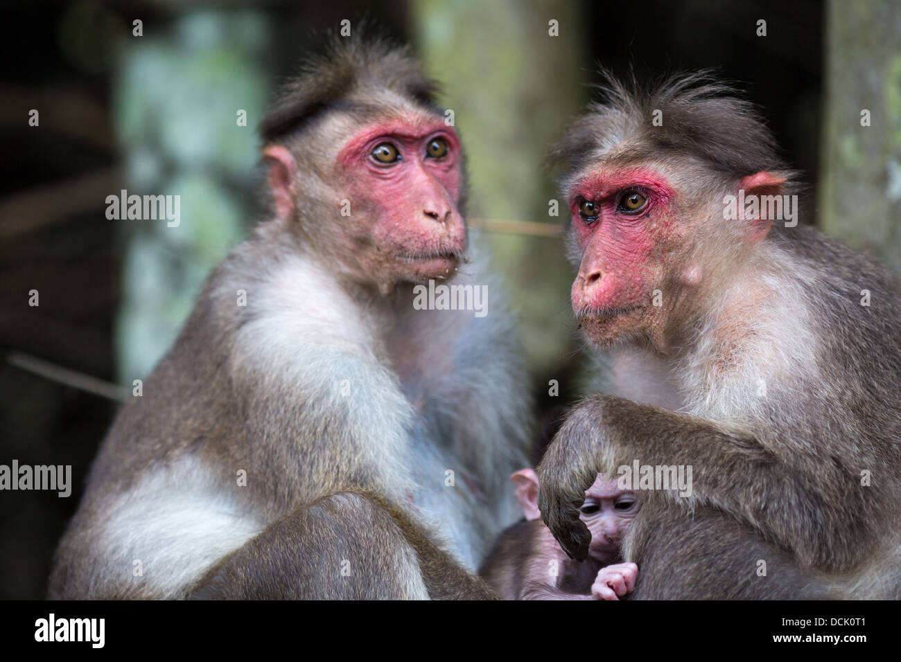 Family of monkeys sitting in the jungle Stock Photo - Alamy