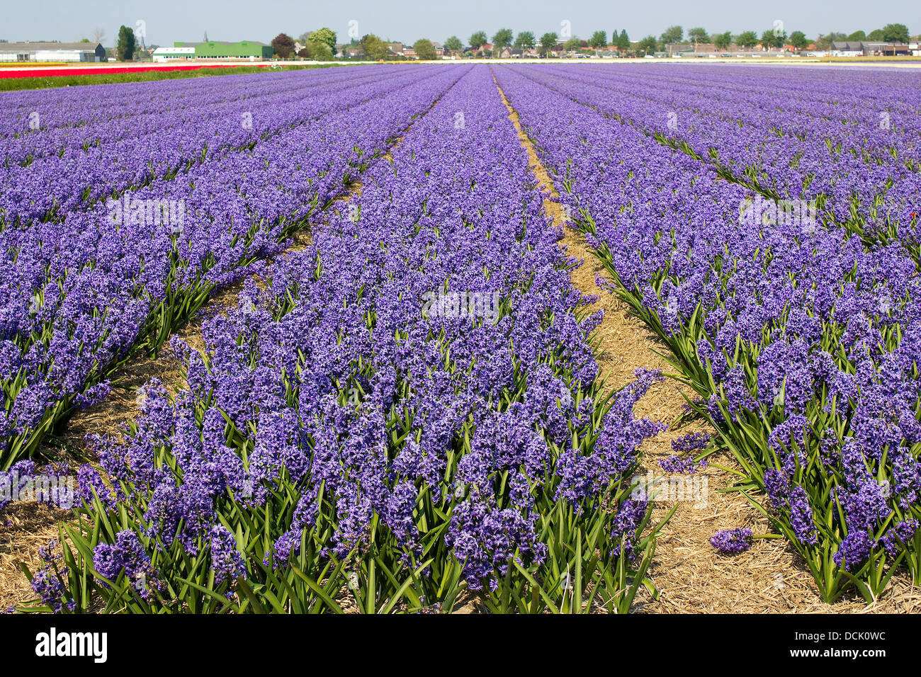 field of hyacinths Stock Photo - Alamy