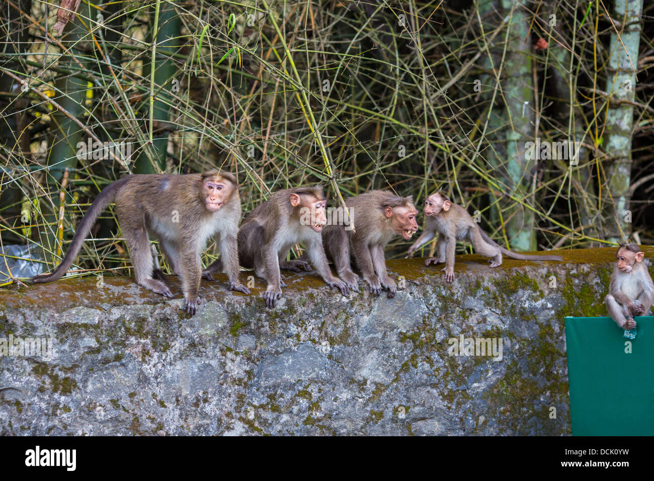 Bunch of monkeys sitting on the fence and smiling Stock Photo - Alamy