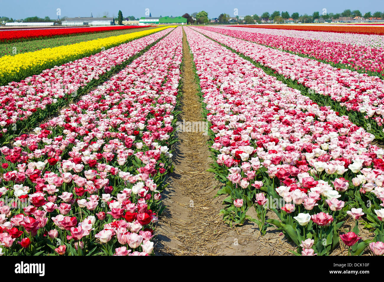 Multi colored tulip field in the Netherlands Stock Photo - Alamy