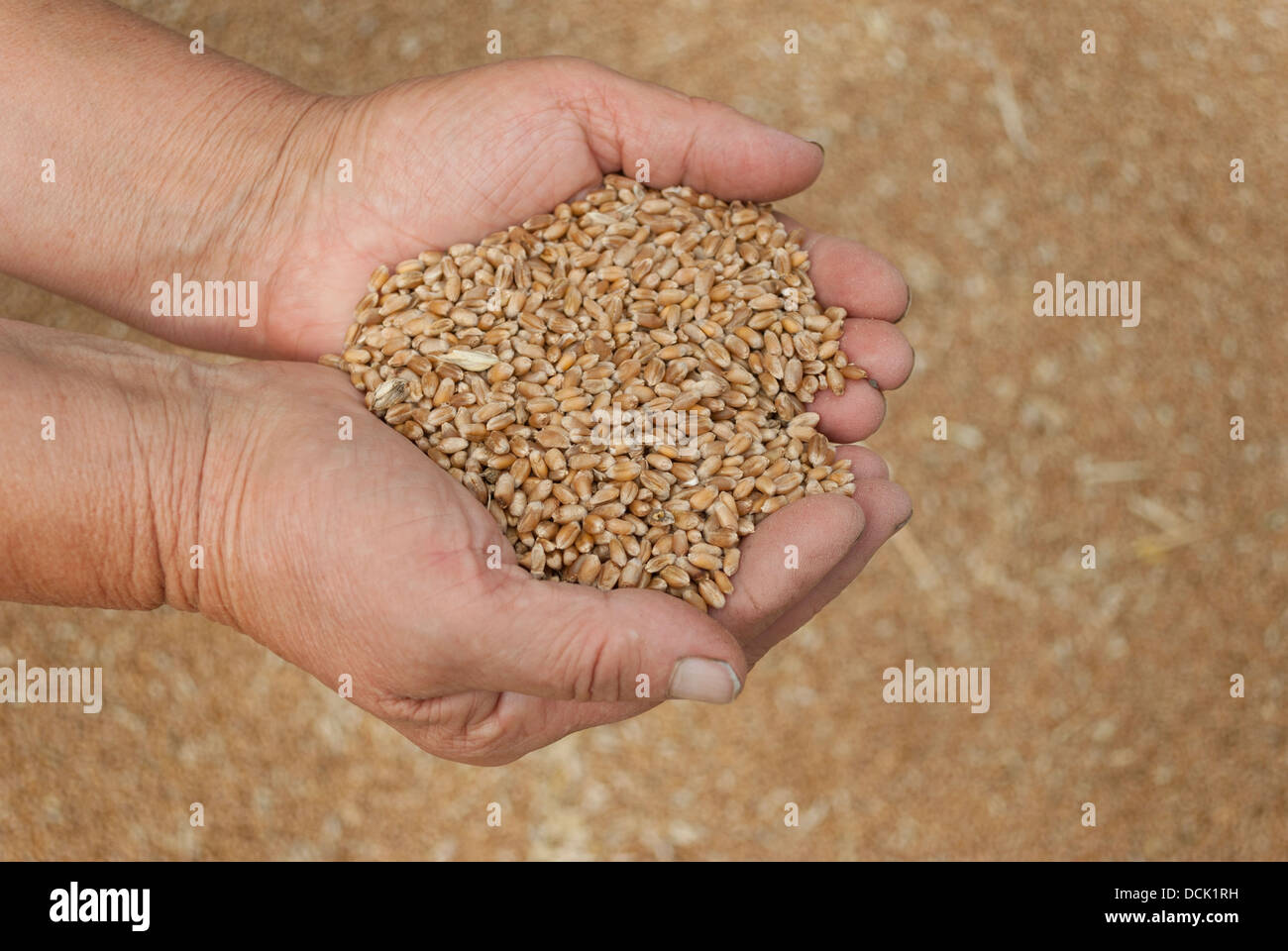 Handful of grains of wheat on the palms Stock Photo - Alamy