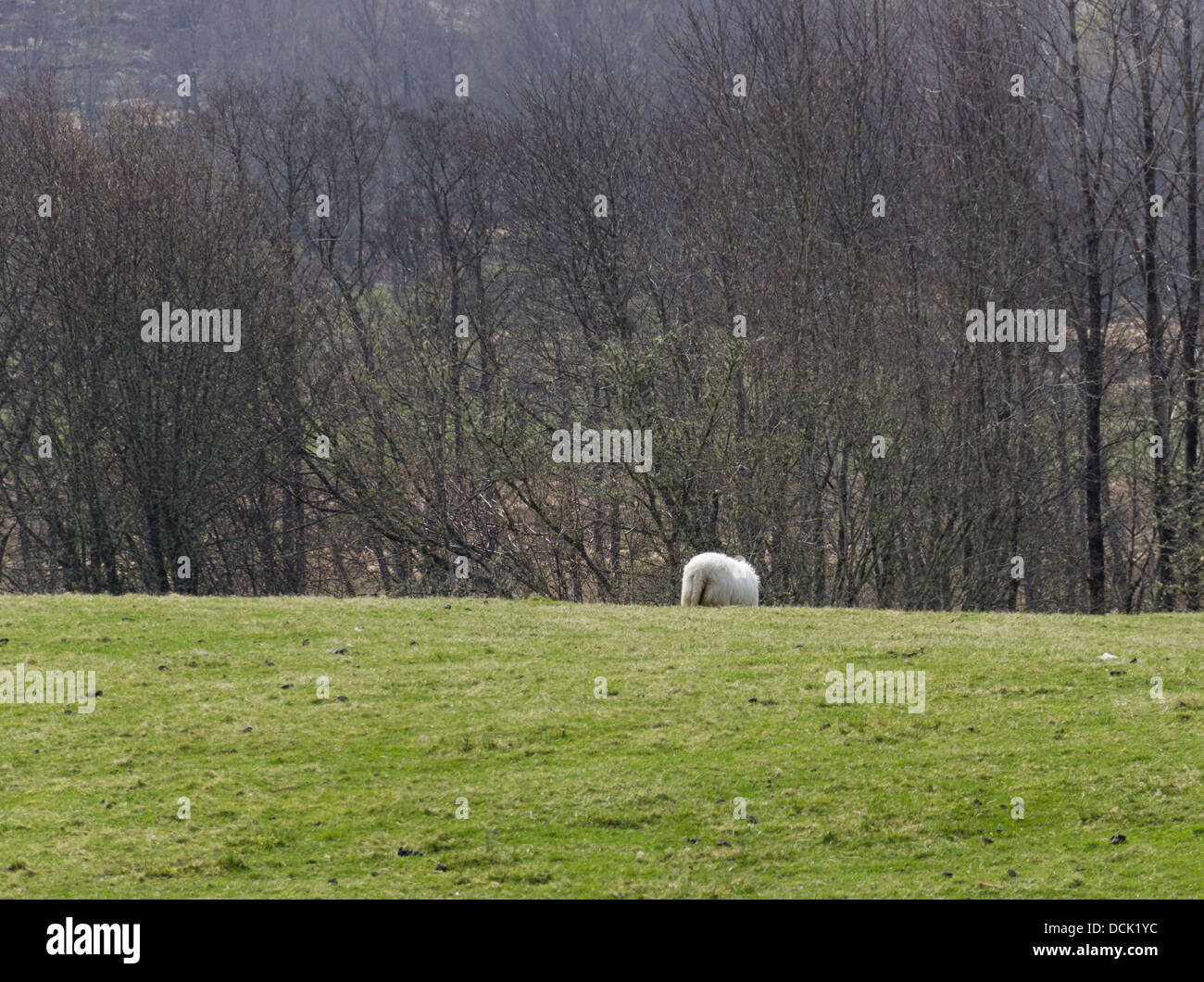 Back side of a lamb hi-res stock photography and images - Alamy