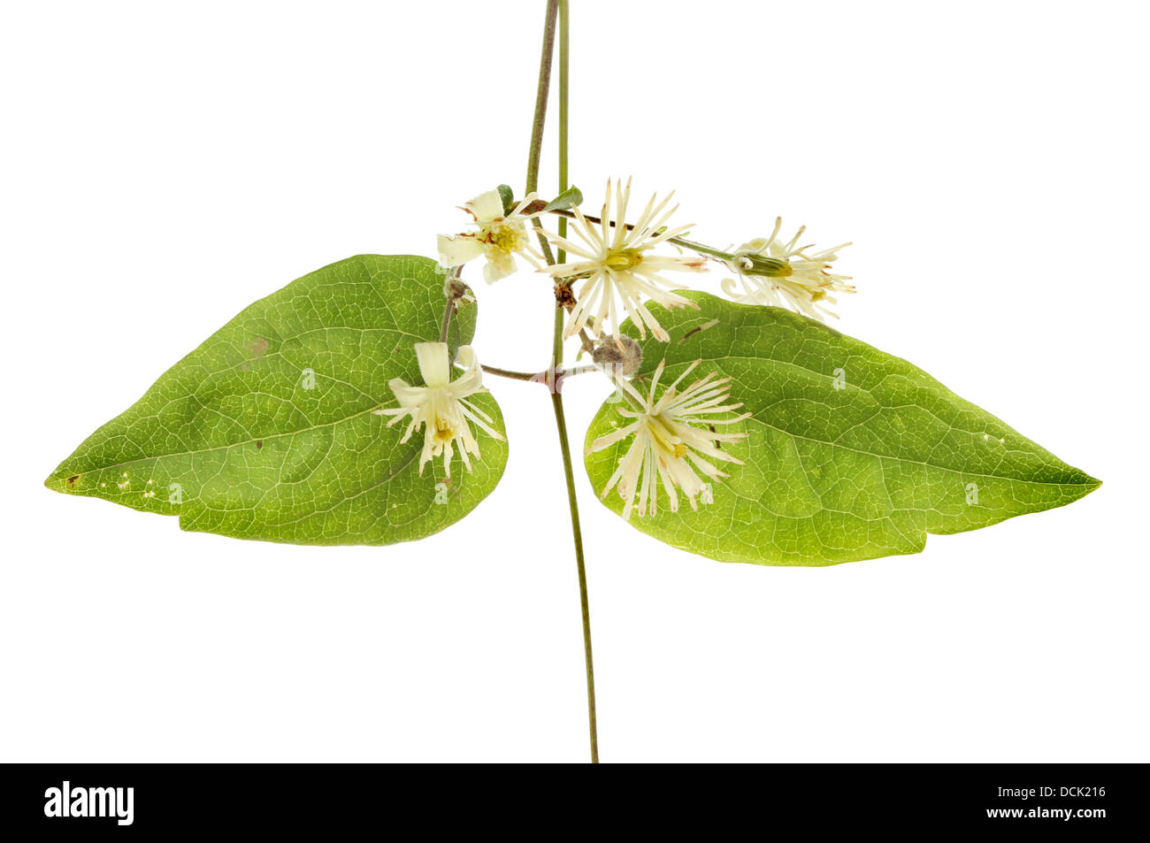 Wild clematis clematis vitalba hi-res stock photography and images - Alamy