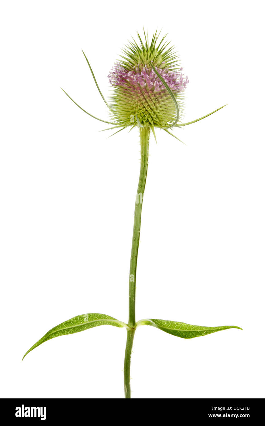 Lanceolate leaves hi-res stock photography and images - Alamy