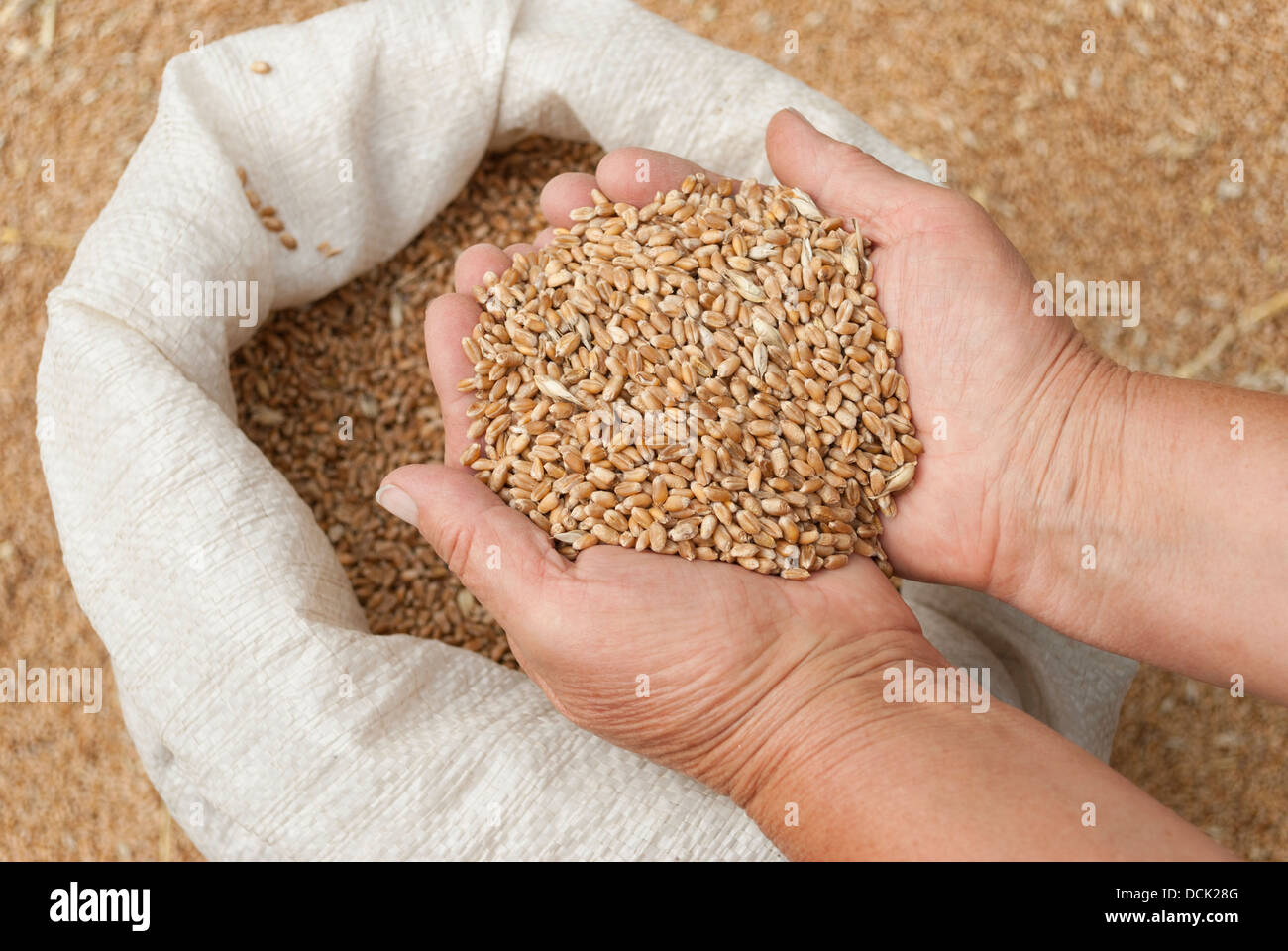 Handful of grains of wheat on the palms Stock Photo - Alamy