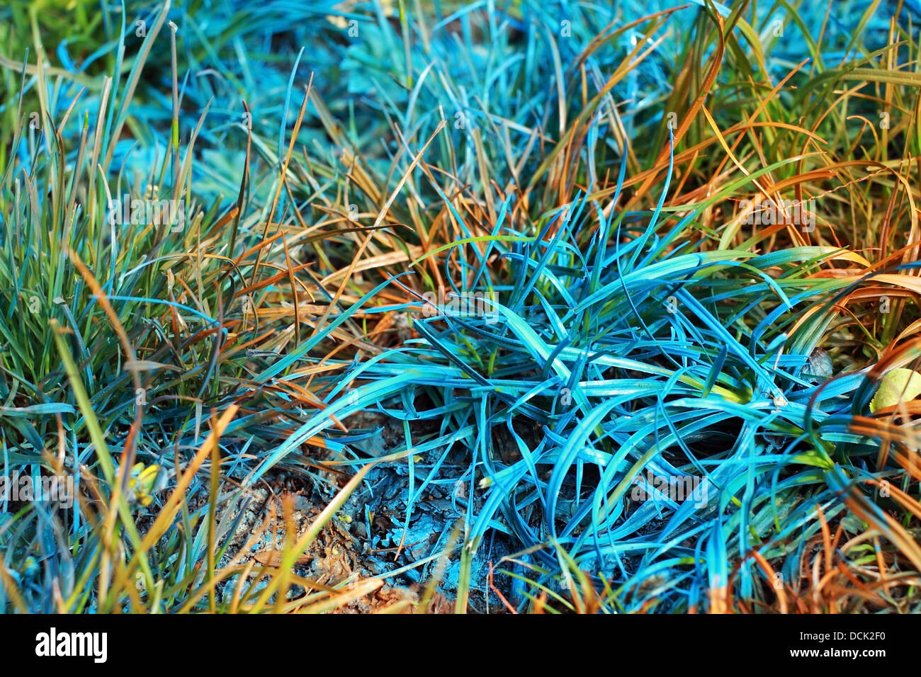 blue and orange grass Stock Photo - Alamy