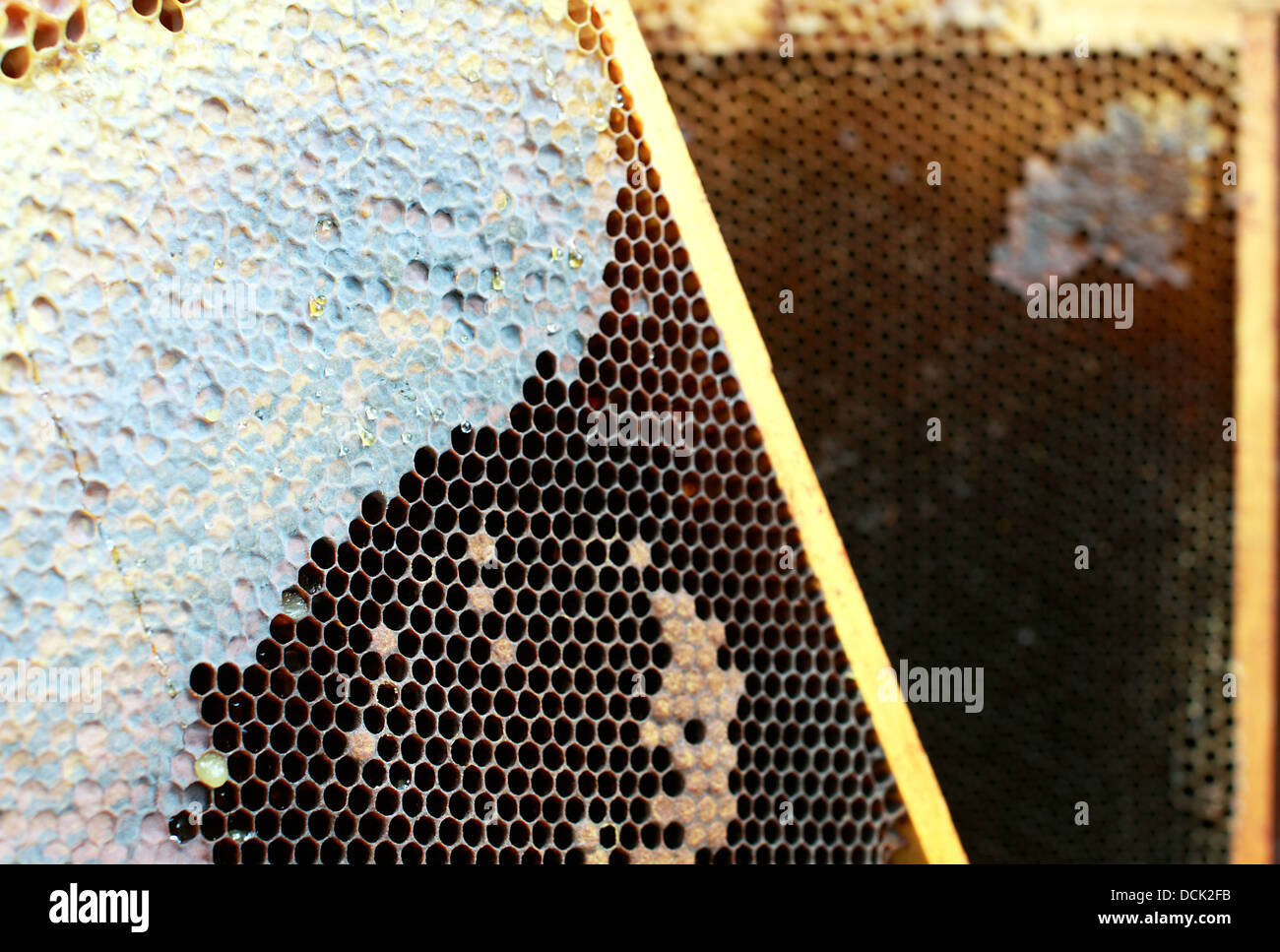 Honey comb shape hi-res stock photography and images - Alamy