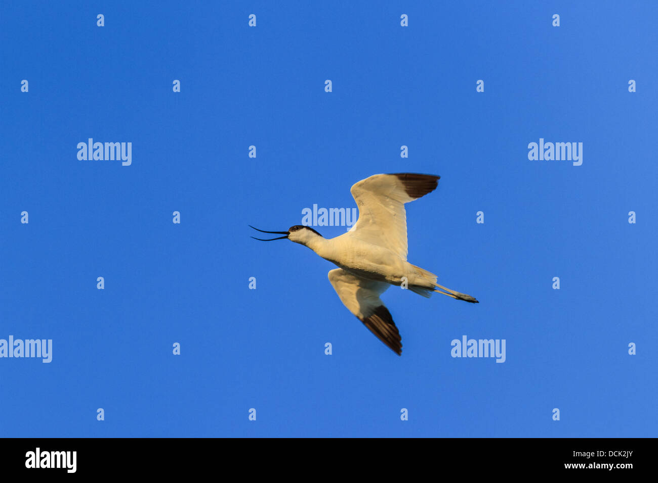 Pied Avocet (Recurvirostra avosetta Stock Photo - Alamy