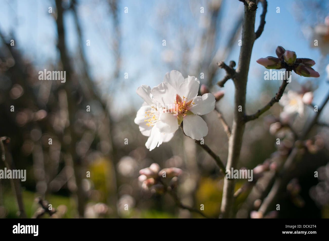 Almond trees in bloom hi-res stock photography and images - Alamy