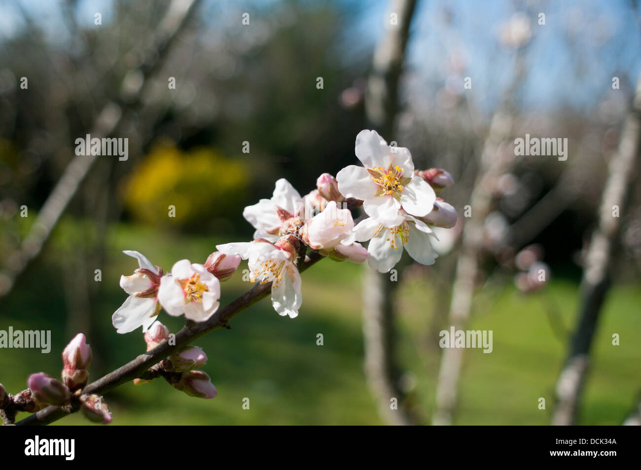 almond trees in bloom during spring Stock Photo - Alamy