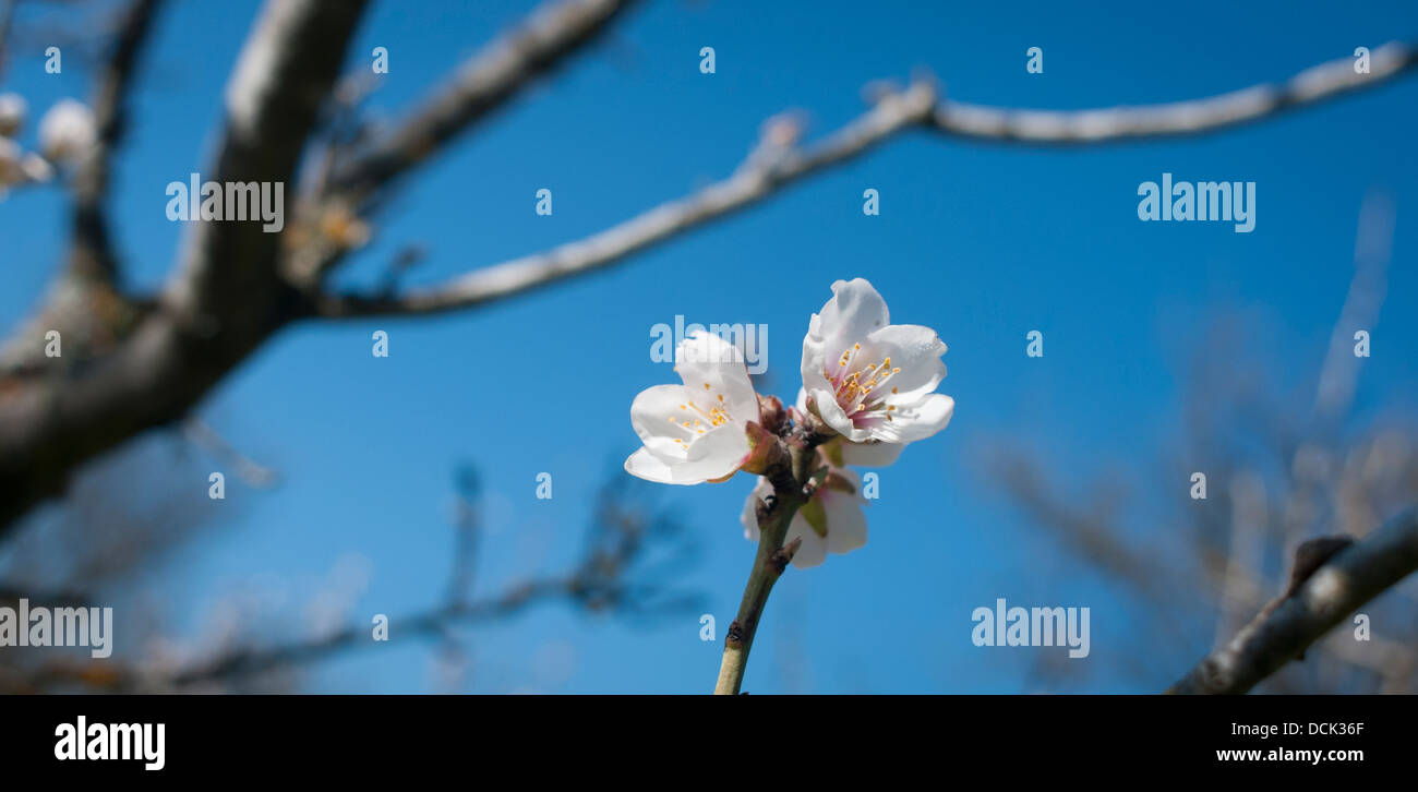 Almond trees in bloom hi-res stock photography and images - Alamy