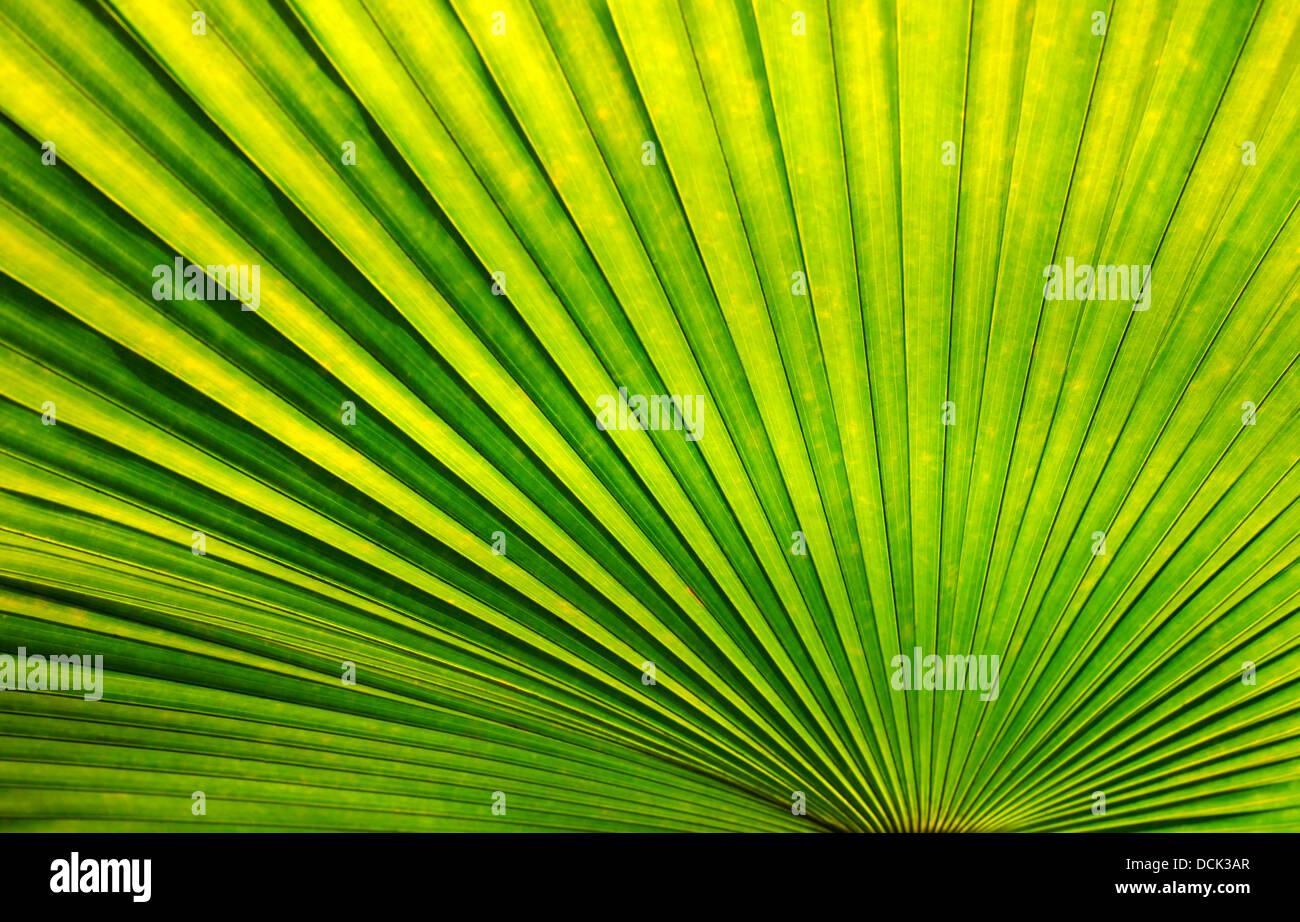 Leaf form hi-res stock photography and images - Alamy