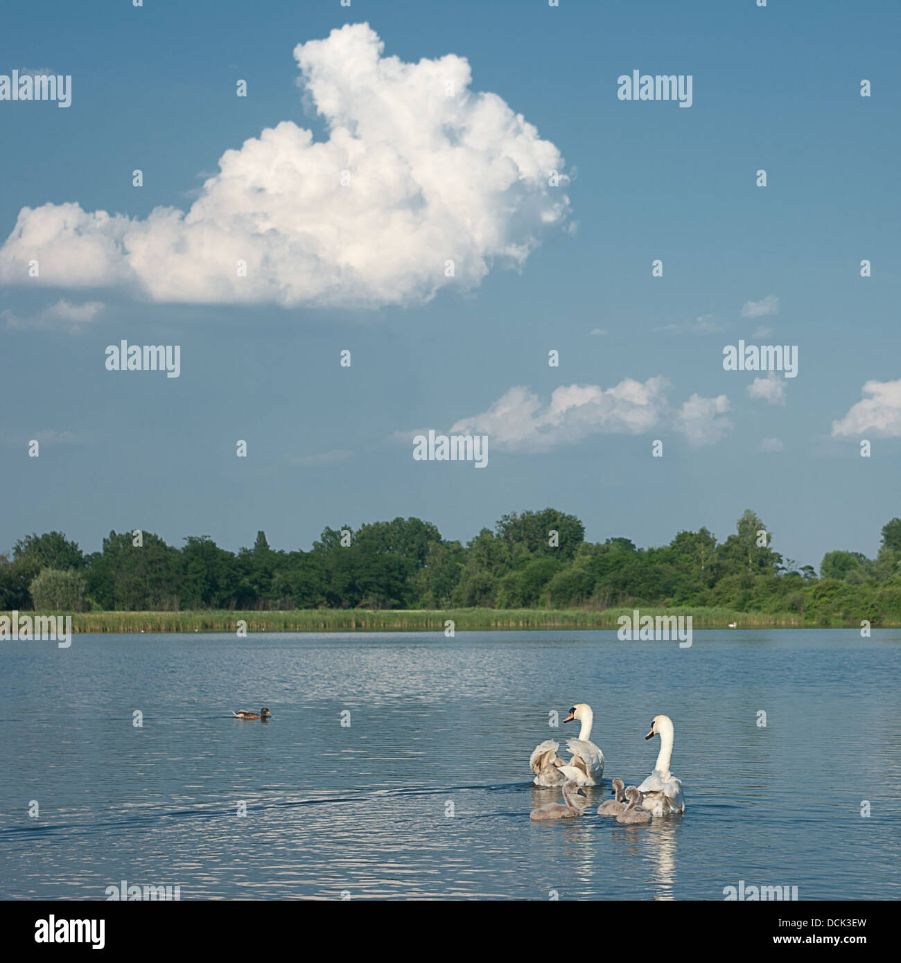 Family of swans on a pond Stock Photo - Alamy