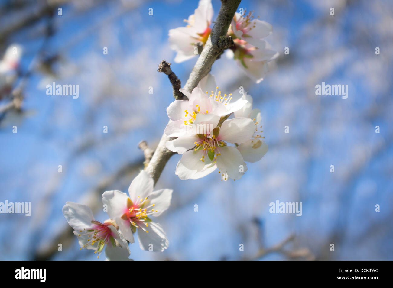 Almond trees in bloom hi-res stock photography and images - Alamy