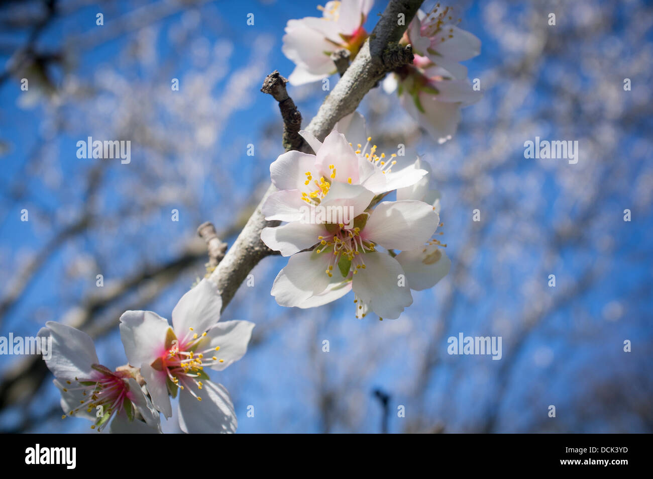 Almond trees in bloom hi-res stock photography and images - Alamy