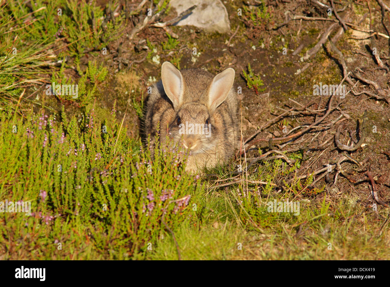 Wild Rabbit (Oryctolagus cuniculus) at moorland edge, Swaledale ...