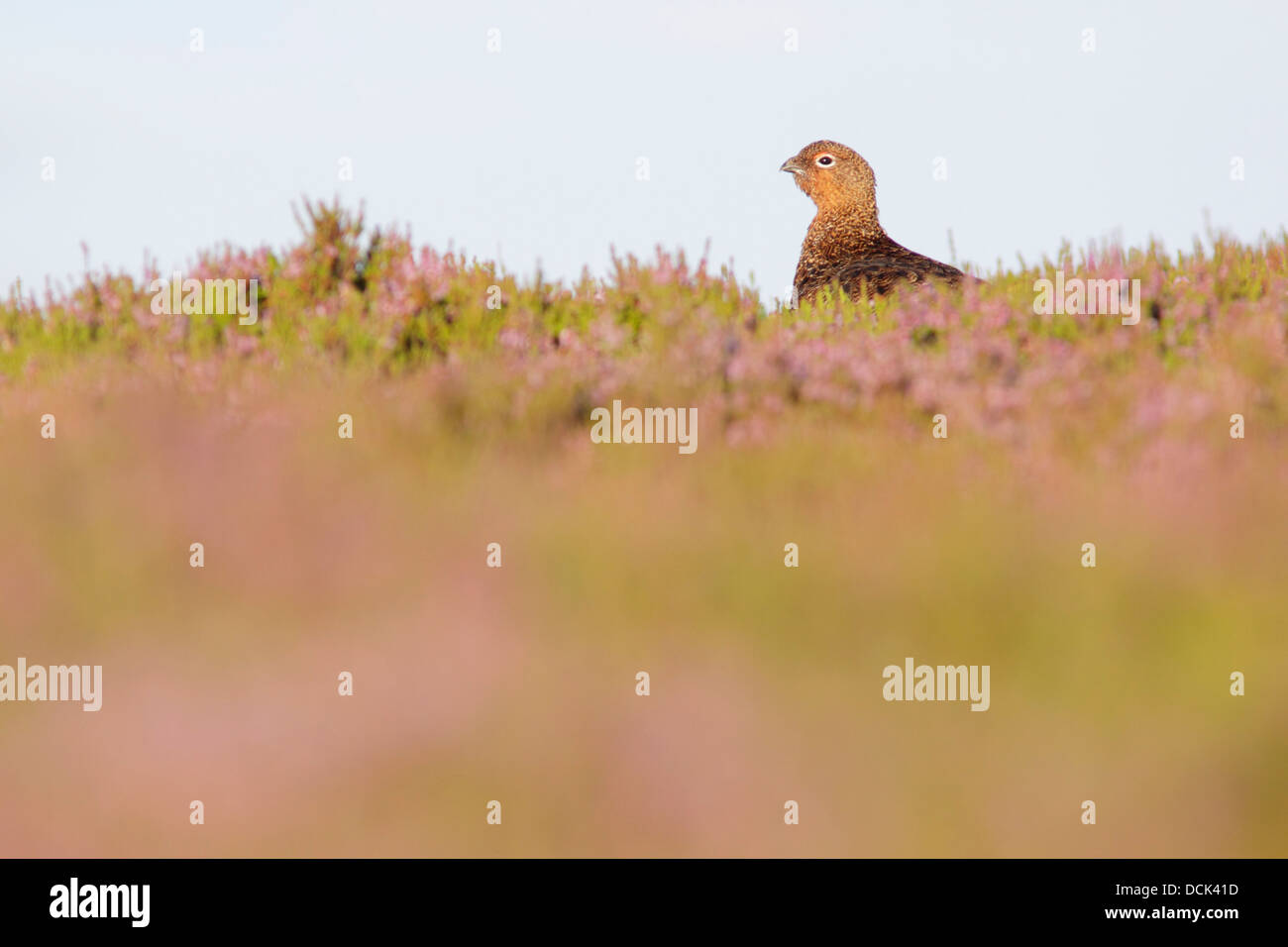 Red grouse male in august hi-res stock photography and images - Alamy