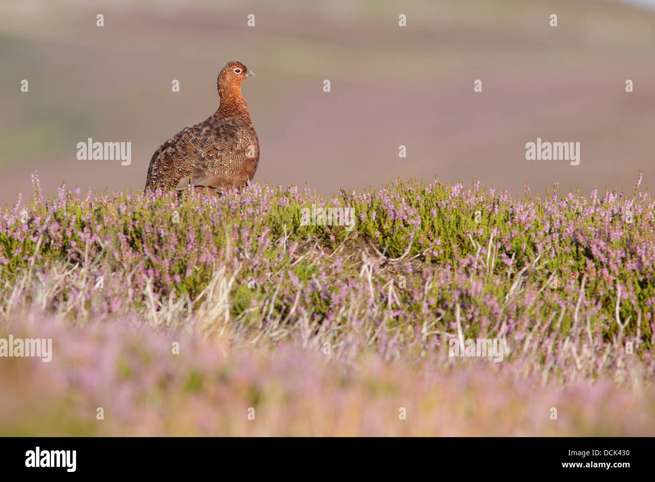 Red grouse male in august hi-res stock photography and images - Alamy