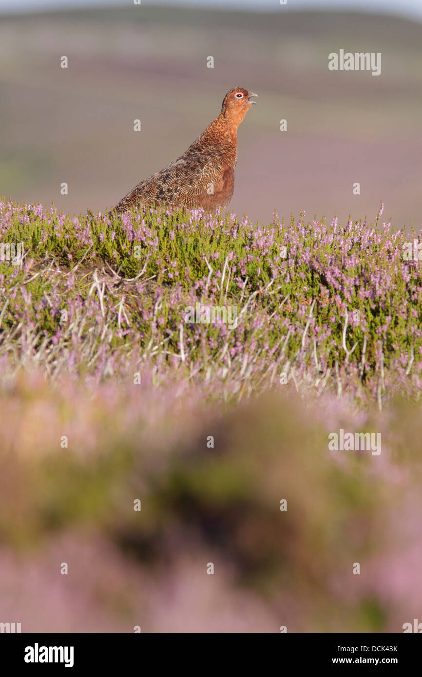 Red Grouse (Lagopus lagopus scoticus) adult male, standing in flowering ...