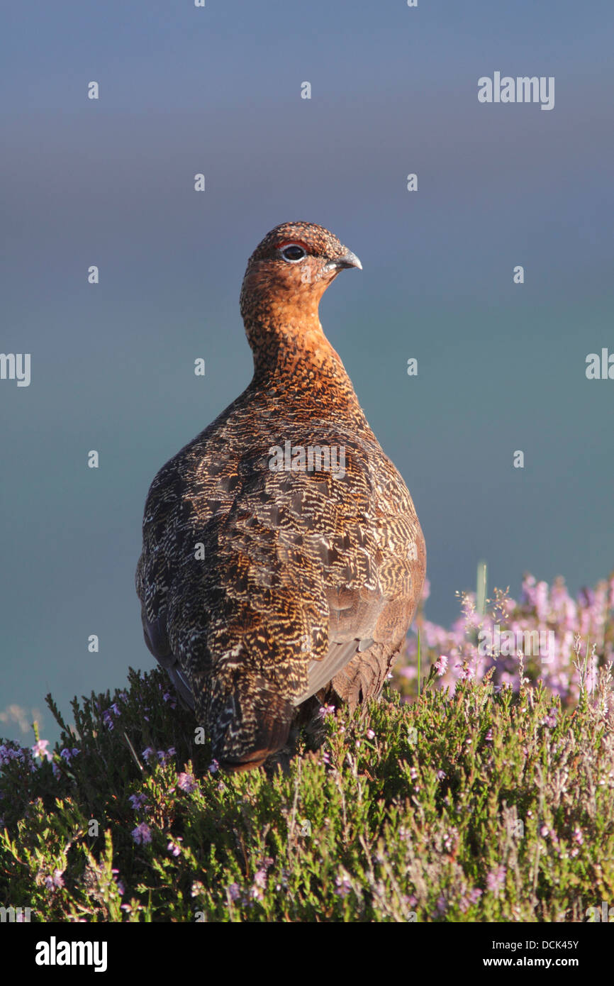 Red grouse male in august hi-res stock photography and images - Alamy