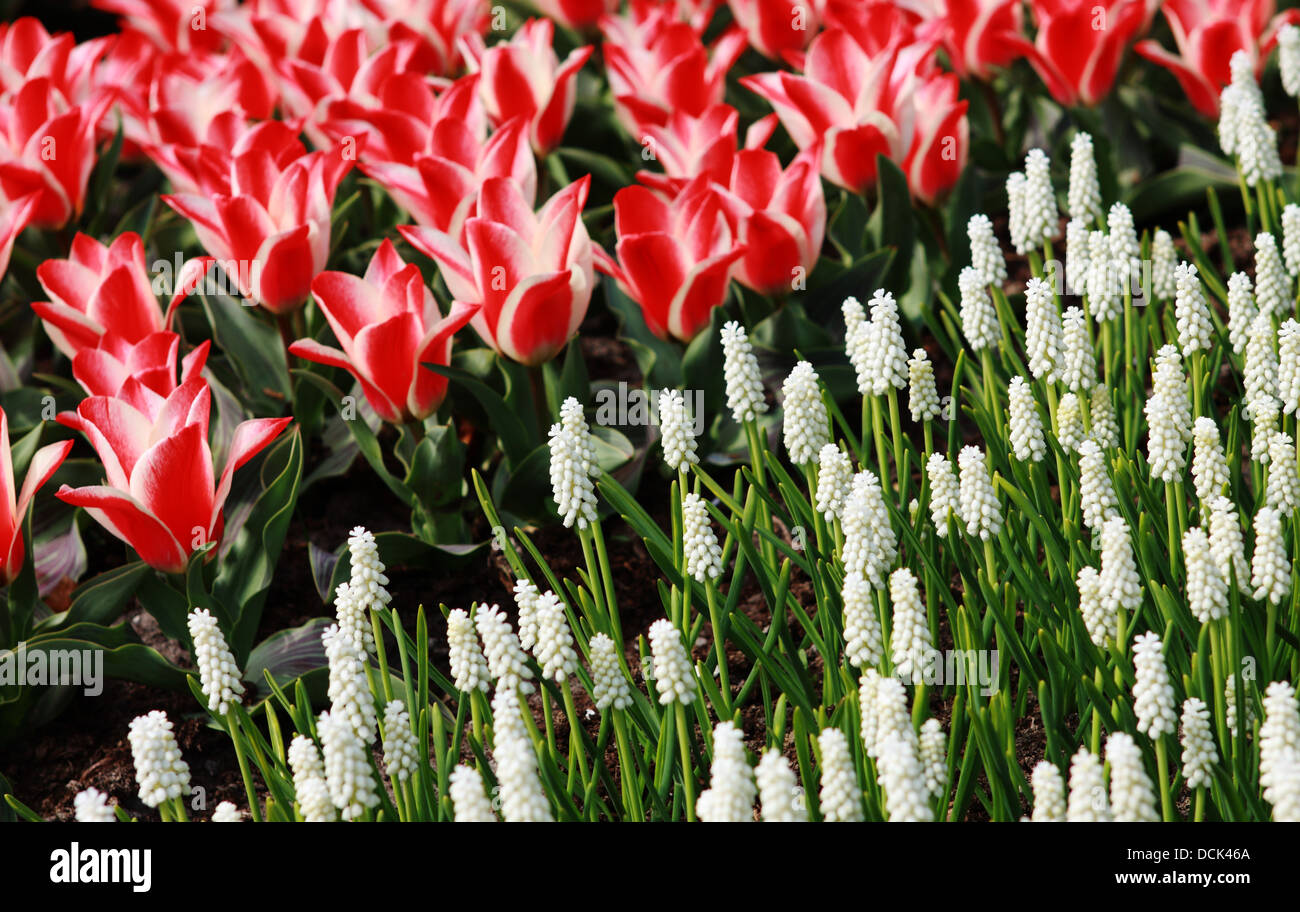 Botryoides Album High Resolution Stock Photography and Images - Alamy