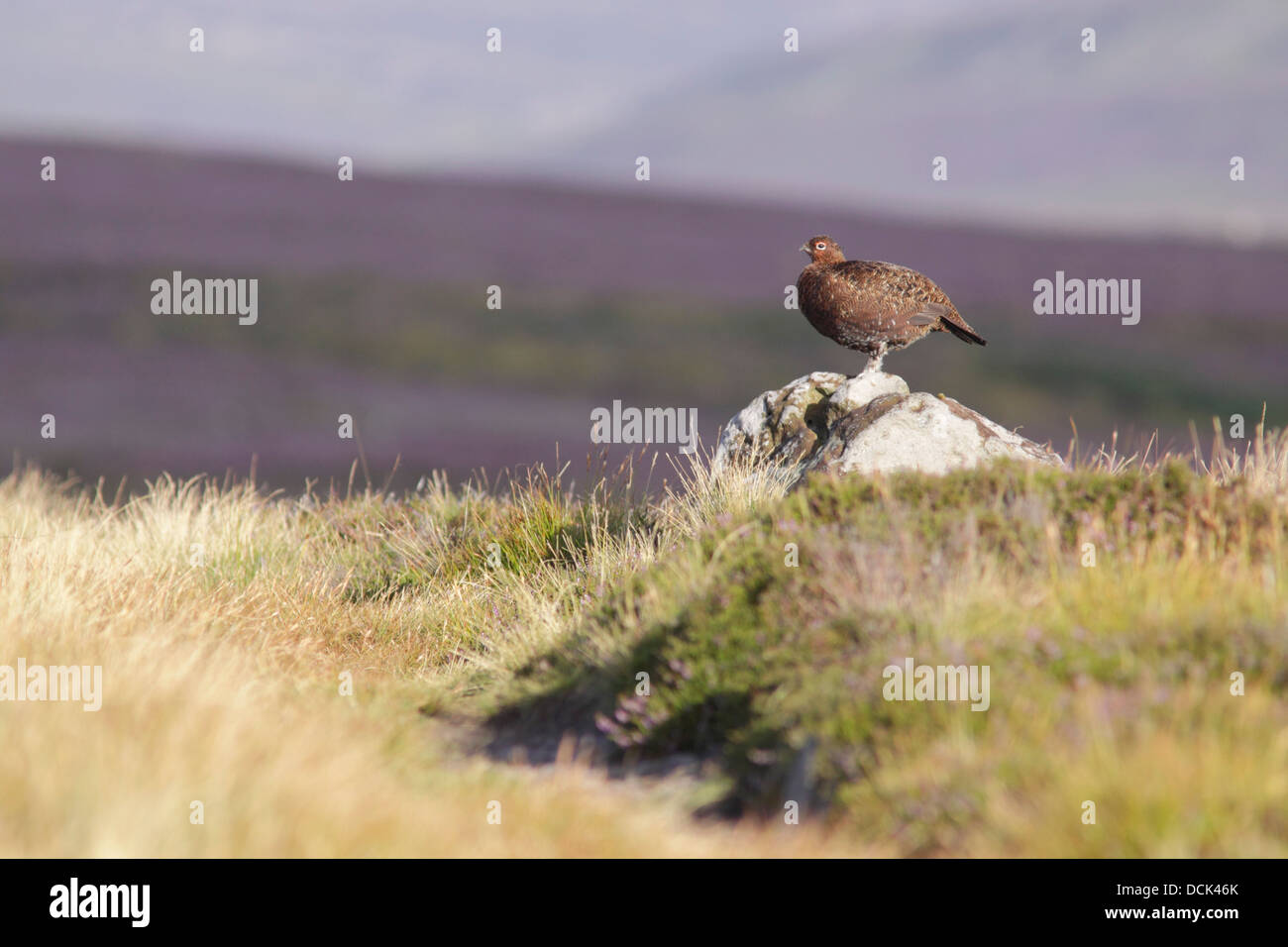 Red grouse male in august hi-res stock photography and images - Alamy
